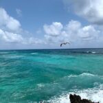 Full-Day Catamaran Cozumel Tour with Sky Snorkeling - What Makes This Tour Stand Out?