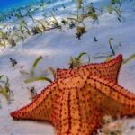 Full-Day El Cielo Snorkel Tour in Cozumel with Transportation and Lunch - The Practical Side: Transportation, Timing, and Cost