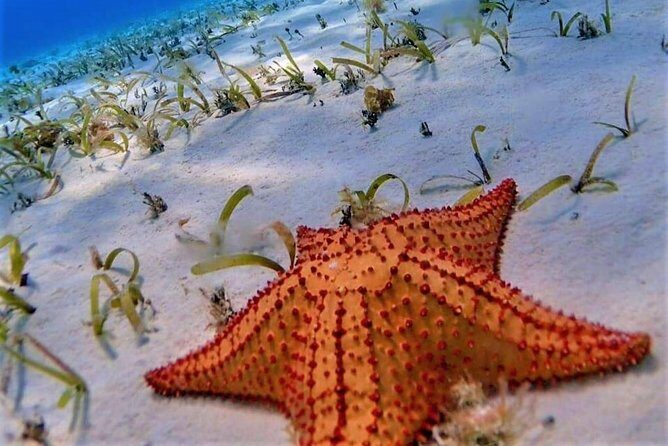 Full-Day El Cielo Snorkel Tour in Cozumel with Transportation and Lunch - The Practical Side: Transportation, Timing, and Cost