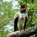 Full Day Excursion to Calakmul and Balamkú From Campeche - Potential Drawbacks and Considerations