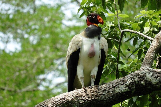 Full Day Excursion to Calakmul and Balamkú From Campeche - Potential Drawbacks and Considerations