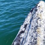 Full Day Gray Whale Watching Experience - The Return Journey and Final Details