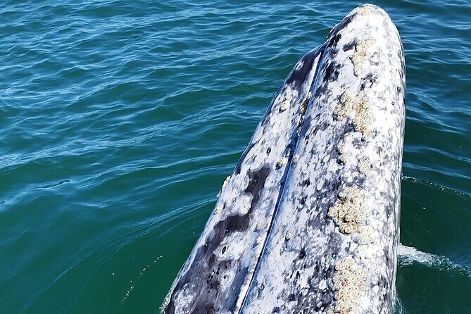 Full Day Gray Whale Watching Experience - The Return Journey and Final Details