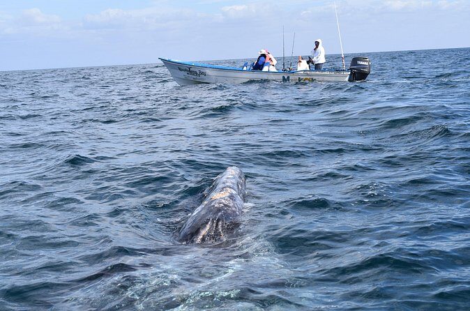 Full-Day Gray Whale Watching tour from Cabo to Mag Bay - Who Will Love This Tour?