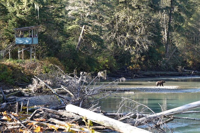 Full Day Grizzly Bear Tour to Bute Inlet - A Deeper Look at the Itinerary