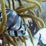 Full-Day Playa del Carmen Reef Diving Activity - What We Think About the Price and Value
