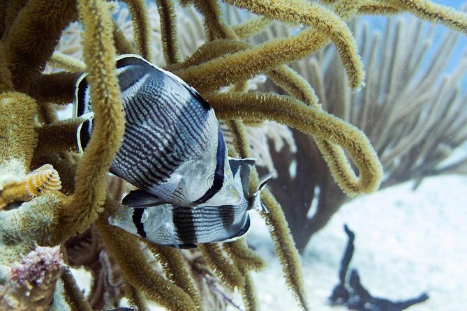Full-Day Playa del Carmen Reef Diving Activity - What We Think About the Price and Value