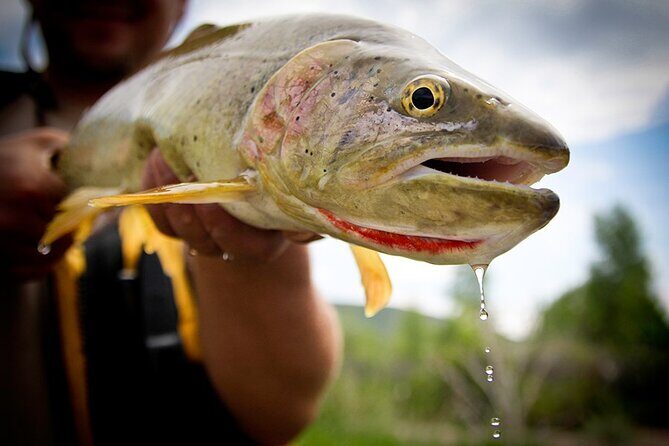 Full Day Private Fly Fishing in Yellowstone - Why the Experience Delivers Value