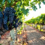 Full-Day Private Fraser Valley Wine Tour from Vancouver - What’s Included and What Costs Extra