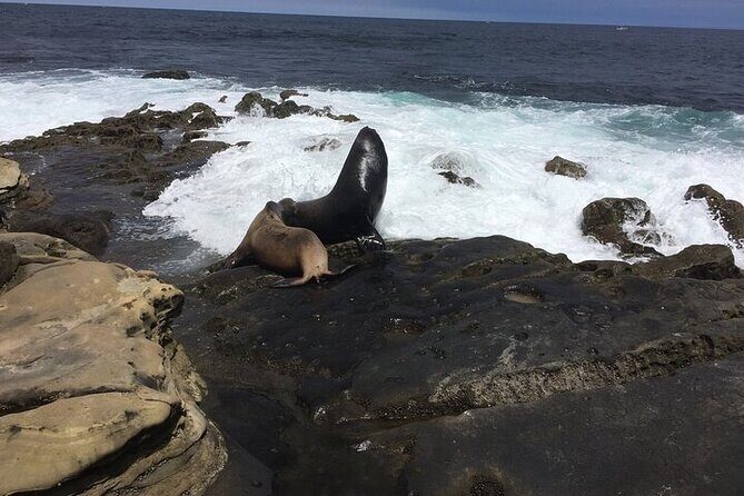 Full Day Private SD Tour from La Jolla - Why This Tour Offers Good Value