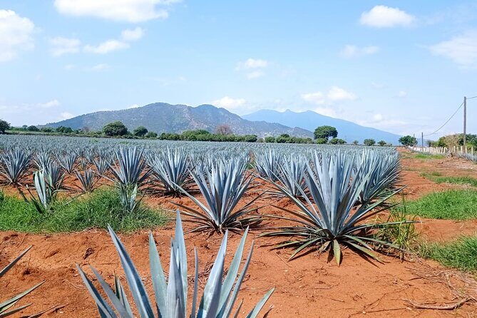 Full-Day Private Tour in Guadalajara - What’s Included and What’s Not