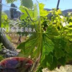 Full Day Private Tour or Guadalupe Valley Weekend - An In-Depth Look at the Guadalupe Valley Tour