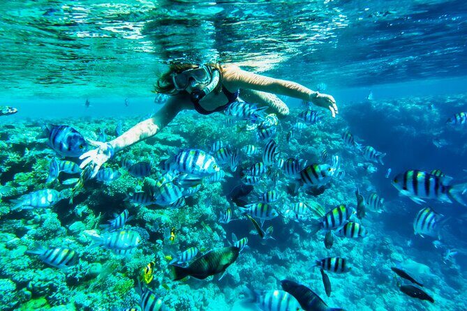 Full-Day Reef Snorkeling in Cozumel from Cancun with Lunch - Authentic Perspectives from Travelers