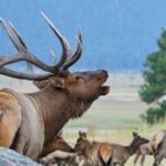 Full-Day RMNP Over the Top Tour - RMNPhotographer - What to Expect on This Tour