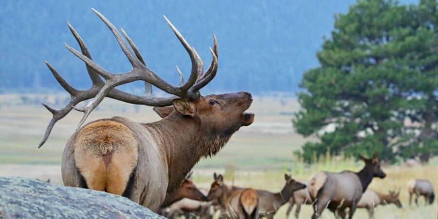 Full-Day RMNP Over the Top Tour - RMNPhotographer - What to Expect on This Tour