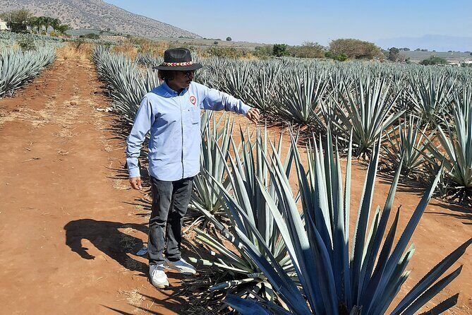 Full-Day Tequila Tour from Guadalajara - Analyzing the Value