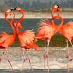 Full Day Tour from Cancun Rio Lagartos and Las Coloradas - Crocodile Farm Encounter