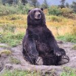 Full-day Tour in Turnagain - Who Will Love This Tour?