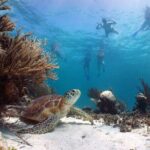 Full Day Tour to Tulum Cenote and Swim with Turtles in Akumal - Aquatic Encounters with Sea Turtles in Akumal