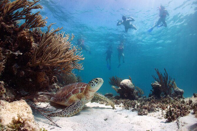 Full Day Tour to Tulum Cenote and Swim with Turtles in Akumal - Aquatic Encounters with Sea Turtles in Akumal
