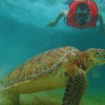 Full day Tulum & Snorkelling with sea turtles, cenote and lunch - Frequently Asked Questions
