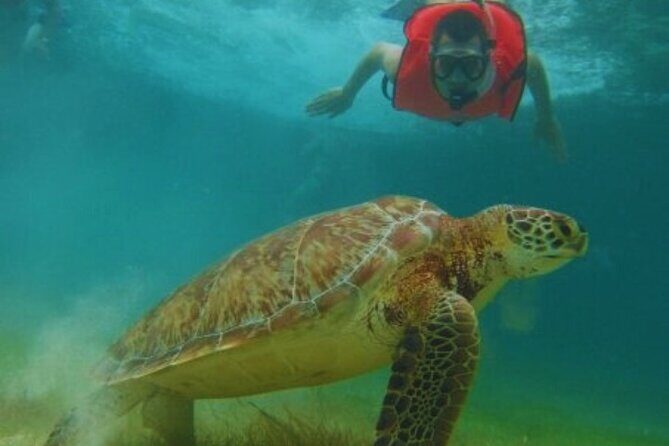 Full day Tulum & Snorkelling with sea turtles, cenote and lunch - Frequently Asked Questions