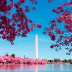 Full Day US Capitol Visit with Cherry Blossom & Potomac Cruise - Analyzing the Value and Who Will Love It