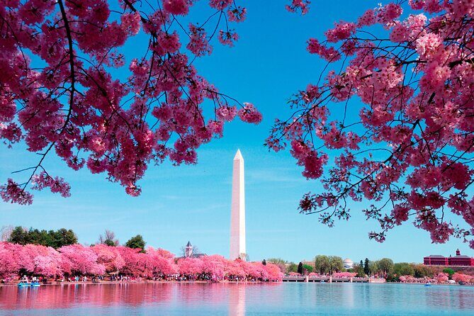 Full Day US Capitol Visit with Cherry Blossom & Potomac Cruise - Analyzing the Value and Who Will Love It