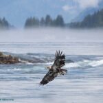 Full Day Whale Watching Campbell River - Who Would Love This Tour?
