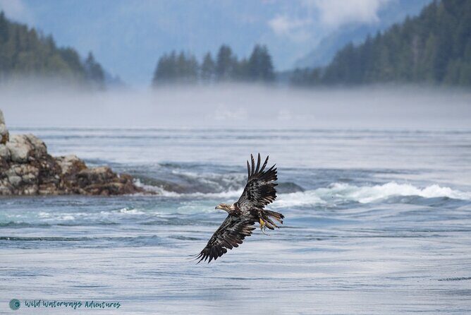 Full Day Whale Watching Campbell River - Who Would Love This Tour?