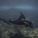 Full Day Wildlife Expedition in the Sea of Cortez - The Details That Matter