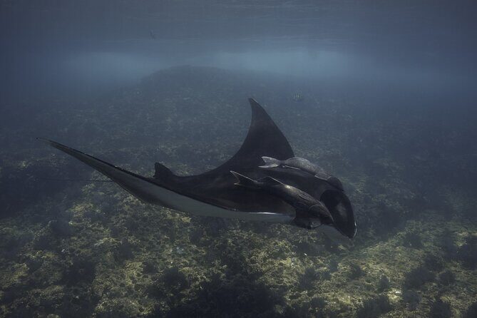 Full Day Wildlife Expedition in the Sea of Cortez - The Details That Matter
