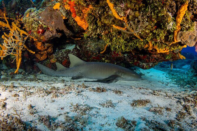 FunDiving in Cozumel - By Ferry - 2 Tanks in the wonderful Caribbean sea - Authentic Marine Encounters and the Value of Guided Tours