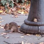 Garbage and Rats in New York City Walking Tour - Authentic Feedback from Past Participants