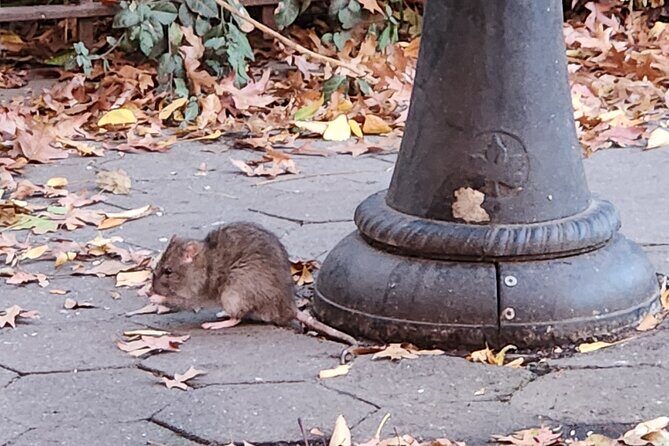 Garbage and Rats in New York City Walking Tour - Authentic Feedback from Past Participants