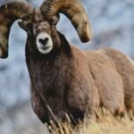 Gardiner: Yellowstone National Park Half Day Guided Hike - A Closer Look at the Experience