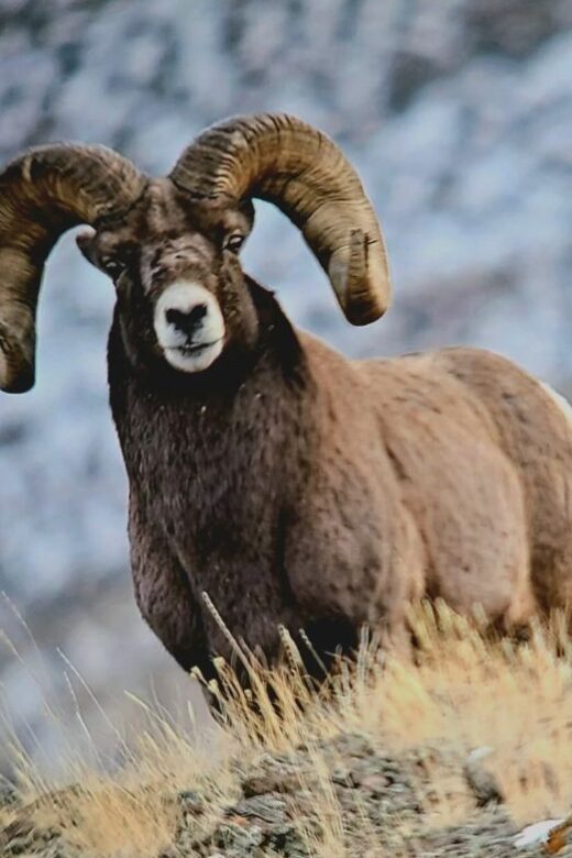 Gardiner: Yellowstone National Park Half Day Guided Hike - A Closer Look at the Experience