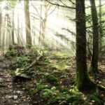 Gatlinburg: Smoky Mountain Appalachian Bald Guided Hike - What to Expect from the Guided Experience