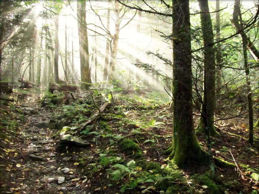 Gatlinburg: Smoky Mountain Appalachian Bald Guided Hike - What to Expect from the Guided Experience