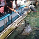 Giant Tarpon Fish Feeding Experience in Bayside Marketplace - What to Expect at the Tarpon Feeding Experience