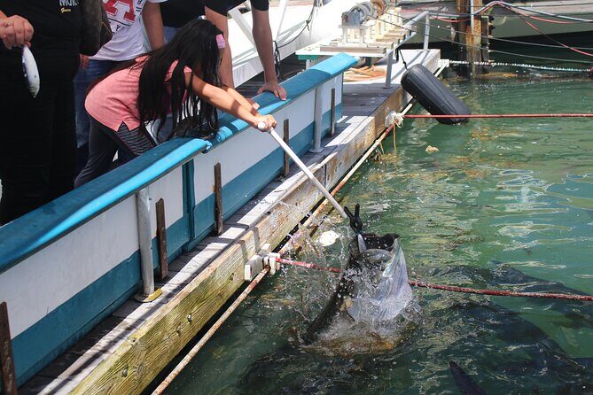 Giant Tarpon Fish Feeding Experience in Bayside Marketplace - What to Expect at the Tarpon Feeding Experience