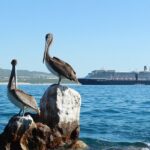 Glass Bottom Boat in Cabo San Lucas, free time in Playa del Amor - The Value and Who It’s For