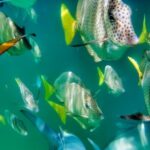 Glass Bottom Boat Sightseeing Tour in Cabo San Lucas - Practical Details and Considerations