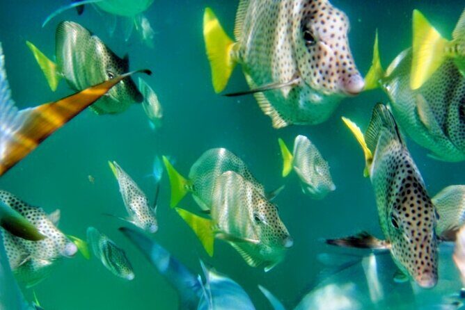 Glass Bottom Boat Sightseeing Tour in Cabo San Lucas - Practical Details and Considerations