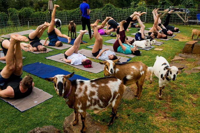 Goat Yoga with Miniature Goats In Maui - The Experience and Its Value