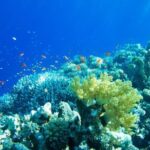 Gorgeous Contoy Adventure! Round Transportation from Cancun & Riviera Maya - Who Should Consider This Tour?