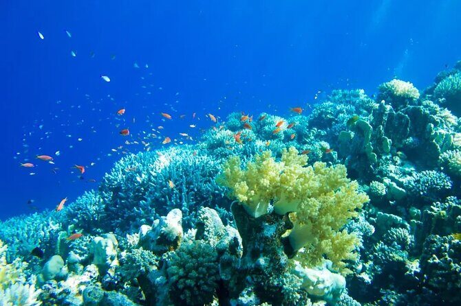 Gorgeous Contoy Adventure! Round Transportation from Cancun & Riviera Maya - Who Should Consider This Tour?