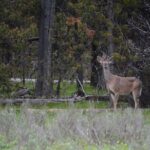Grand Canyon of Yellowstone Hiking Adventure Full Day with Lunch - Final Thoughts