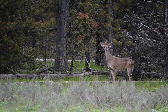 Grand Canyon of Yellowstone Hiking Adventure Full Day with Lunch - Final Thoughts
