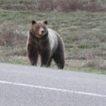 Grand Teton National Park: Full-Day Tour with Boat Ride - What’s Included and What to Expect